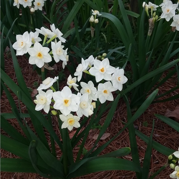 Other | Paperwhite Narcissus Flower Bulbs | Poshmark